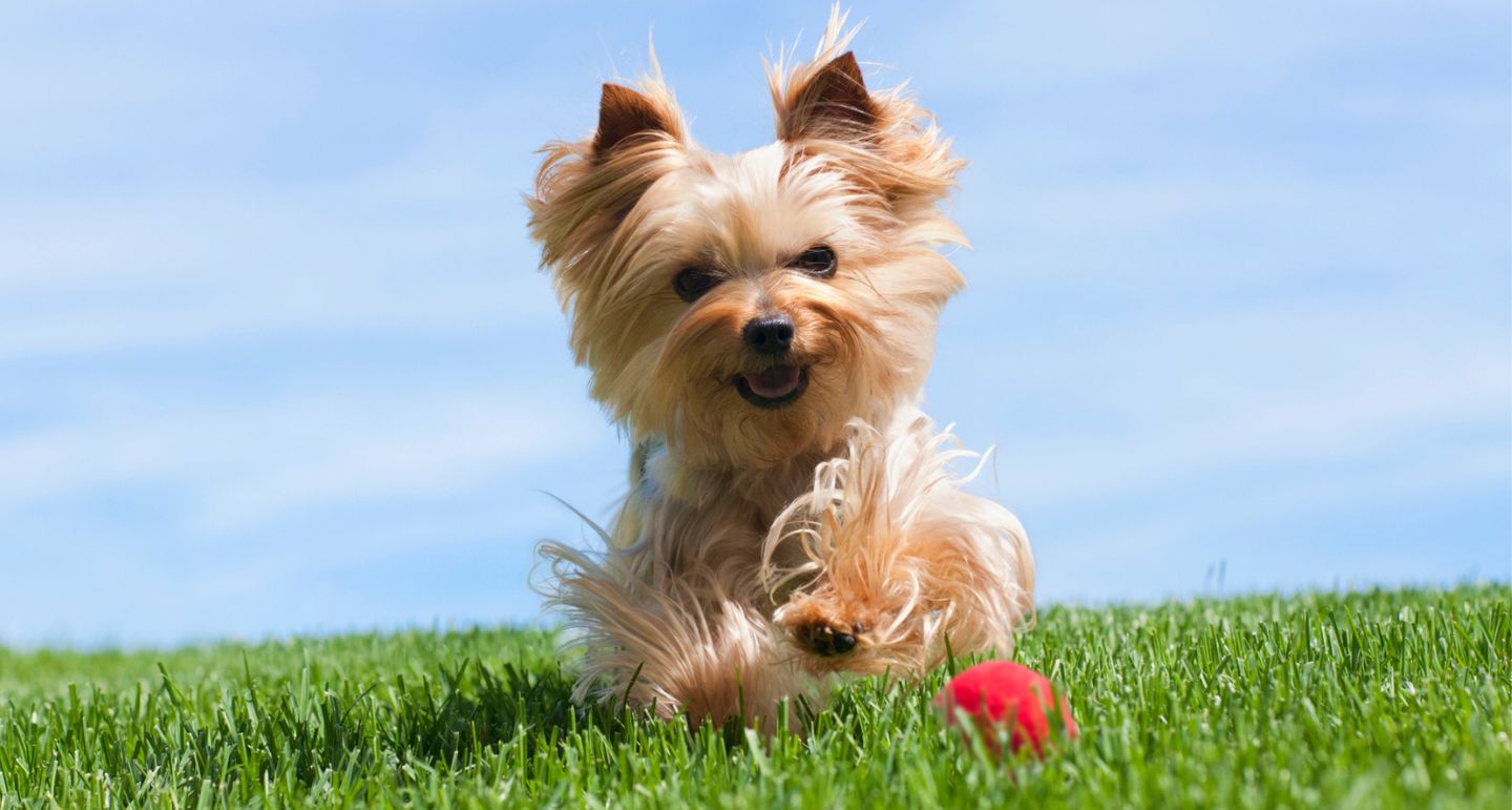 Dagschema van een kleine hond; puppy tot senior - Pets Place