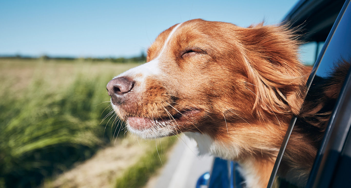 Het dierenpaspoort; verplicht voor honden, katten en fretten - Pets Place