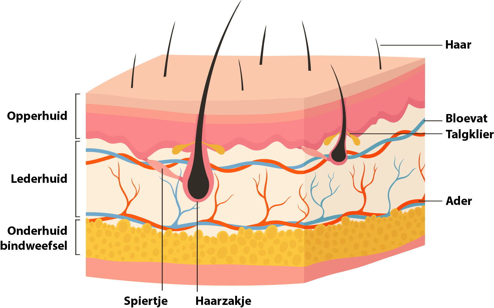 De hondenhuid; huidproblemen bij honden - Pets Place