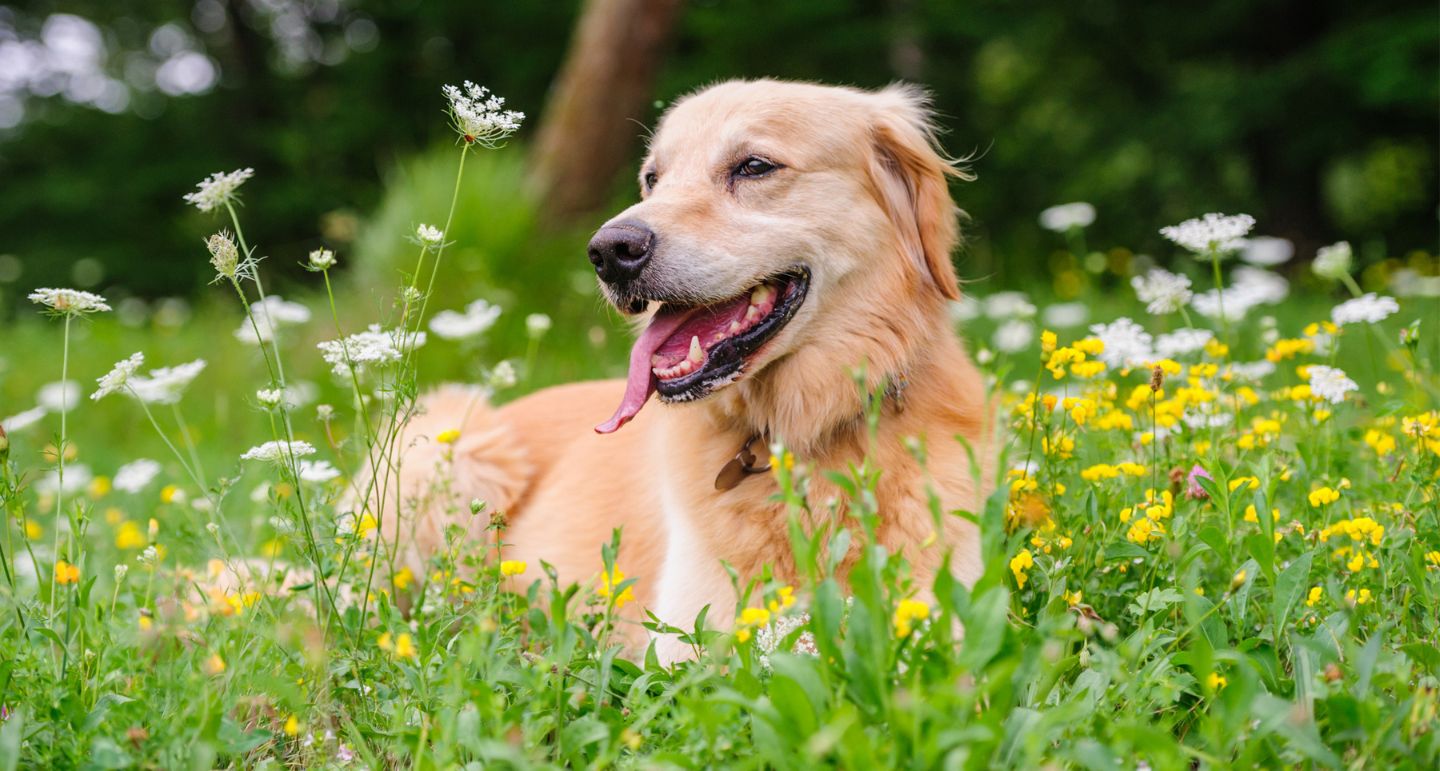 Vragen over het geslachtdeel van de teef? Lees snel verder!