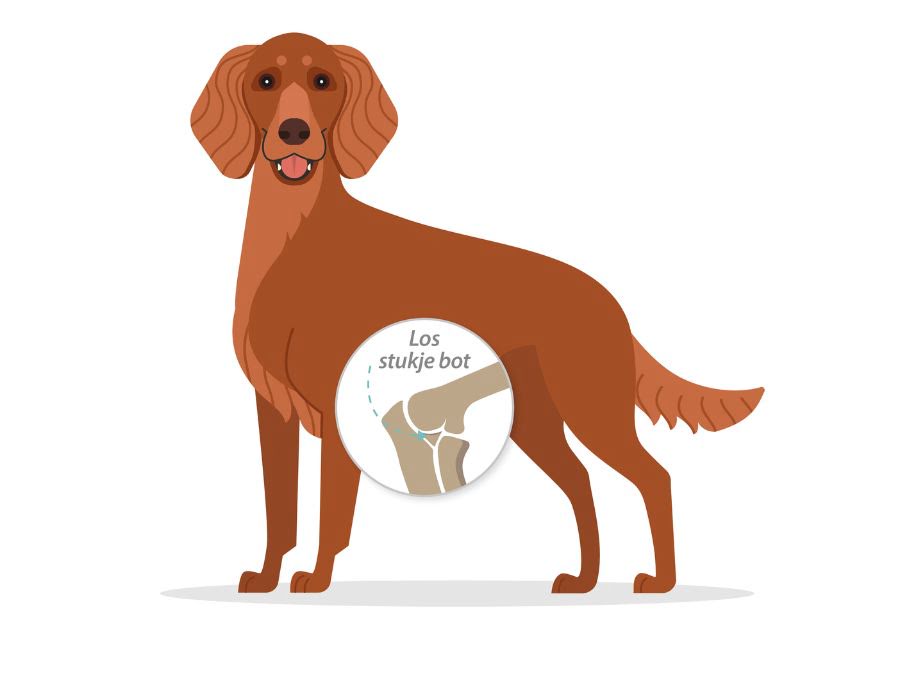 Spieren en skelet van de hond - Pets Place