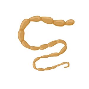 Ontwormen bij puppy’s - Pets Place