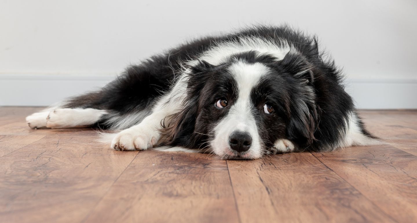 De nieren en nierfalen bij honden - Pets Place