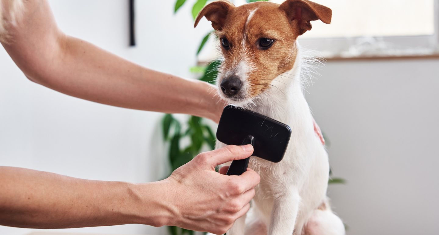 Je hond of puppy borstelen doe je met deze tips! - Pets Place