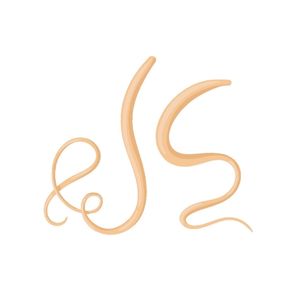 Ontwormen bij puppy’s - Pets Place