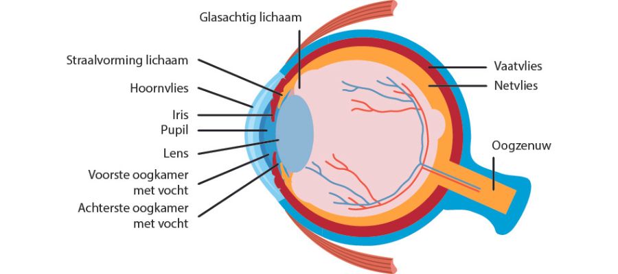 Mijn hond heeft een ontstoken oog, wat nu? - Pets Place