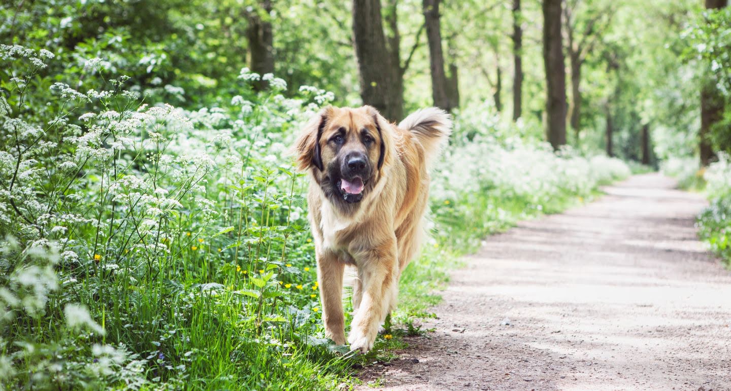 Hondenvoer voor zeer grote honden: wanneer geef je wat? - Pets Place