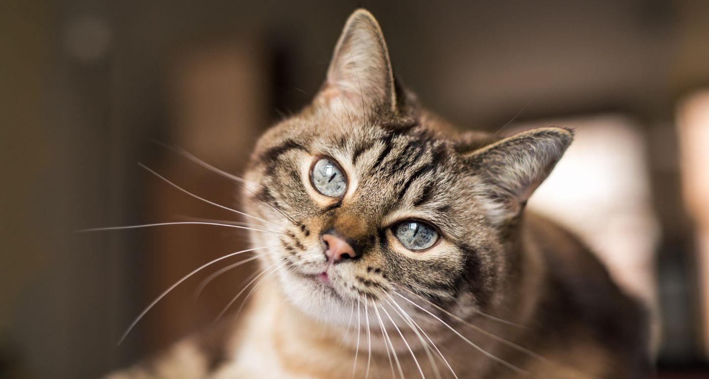Katten adopteren? Ontdek waar je op moet letten! - Pets Place
