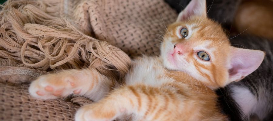 Kitten kopen? Ontdek de verschillende fokkers en meer! - Pets Place