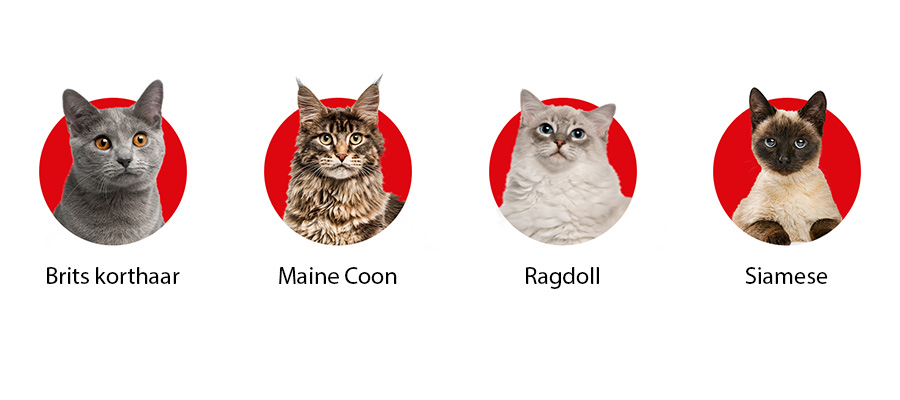 Katten adopteren? Ontdek waar je op moet letten! - Pets Place