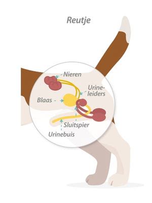 Het urinestelsel van de hond: zo werkt het! - Pets Place