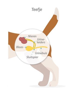 Het urinestelsel van de hond: zo werkt het! - Pets Place