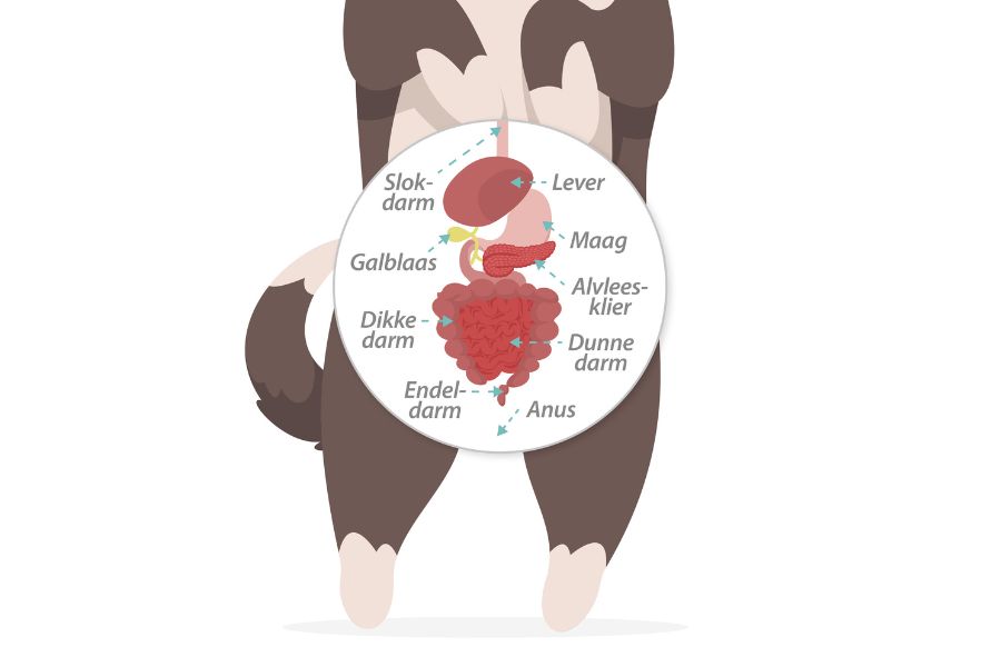Het maag-darmstelsel en darmproblemen van de hond - Pets Place
