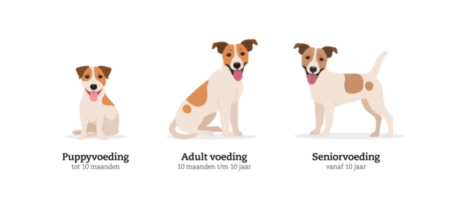 Alles over hondenvoer voor kleine honden | Tips & tricks - Pets Place