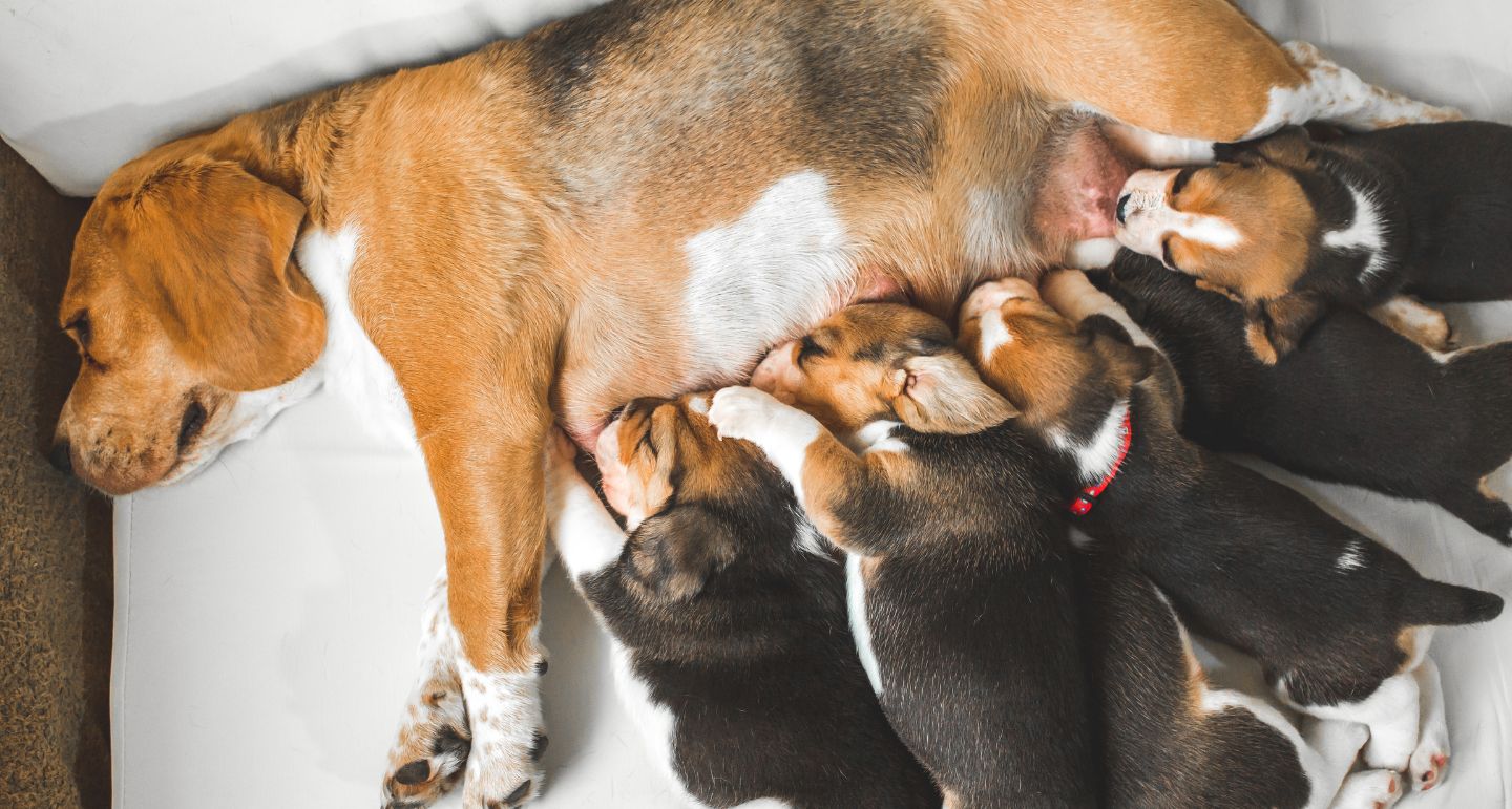 Bevalling hond: lees hier alle informatie! - Pets Place