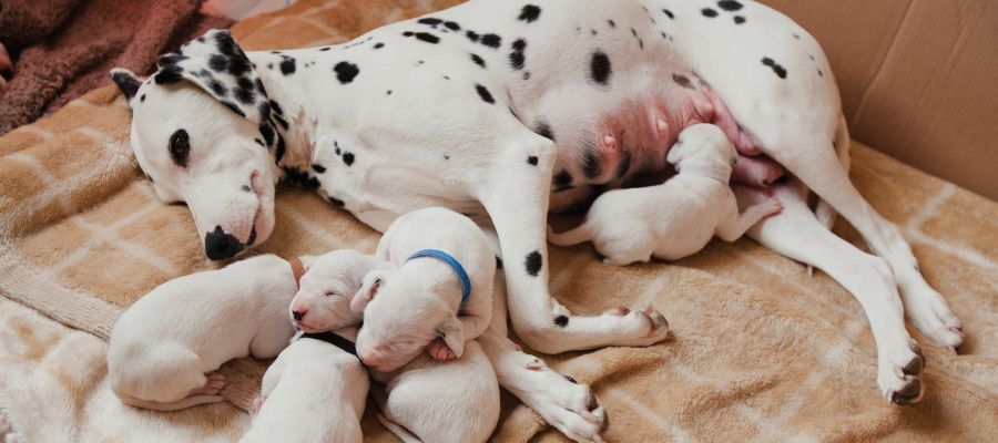 Bevalling hond: lees hier alle informatie! - Pets Place