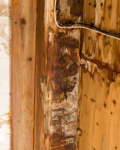 Houtrot repareren en voorkomen: hoe doe je dat? - Pets Place
