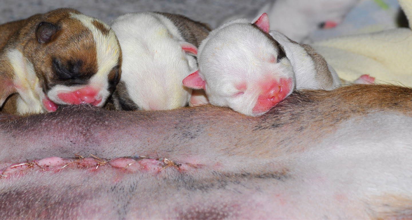 Keizersnede bij de hond; Weet wat je moet verwachten! - Pets Place