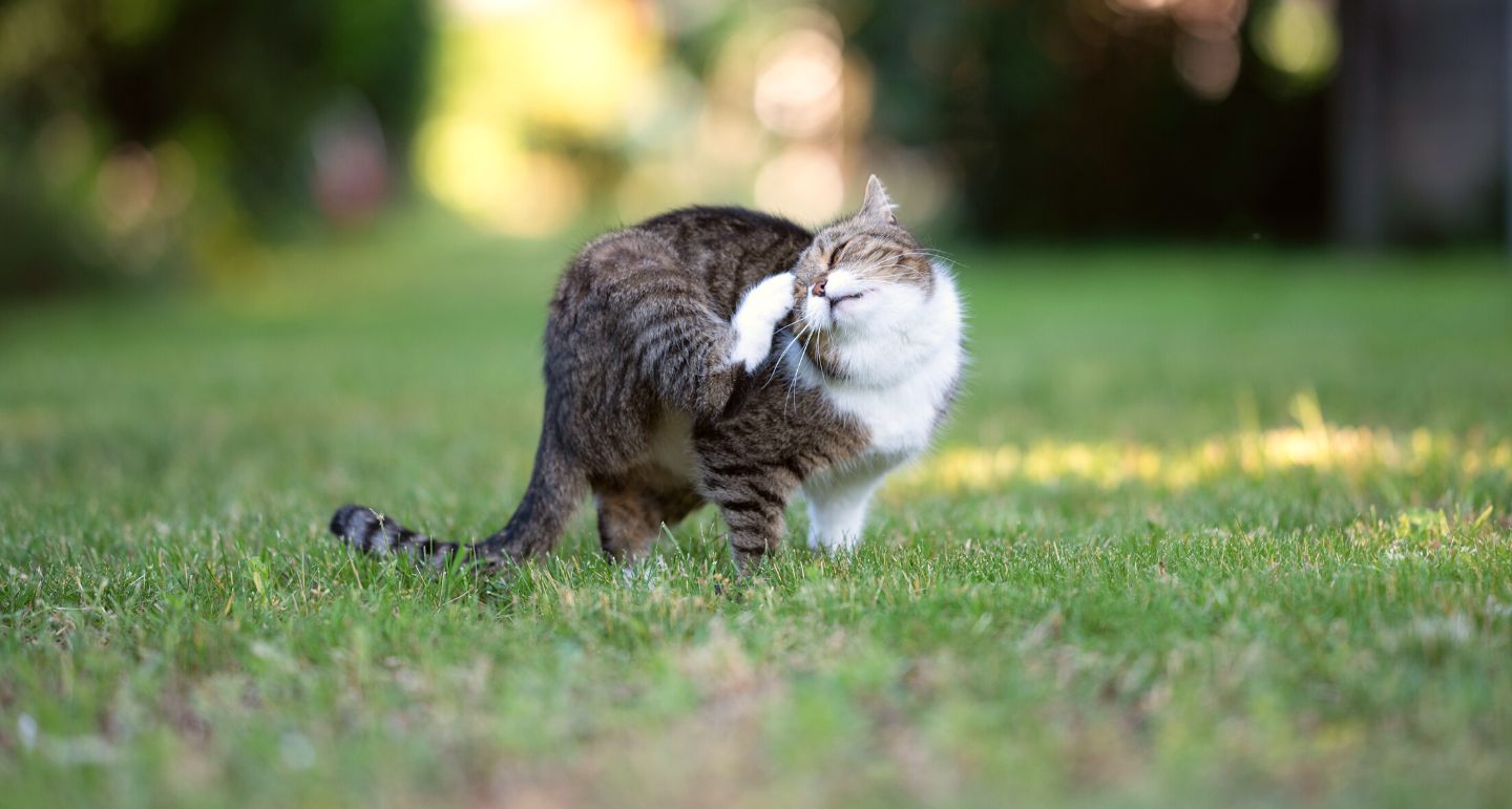 Allergie kat: soorten, symptomen en meer! - Pets Place