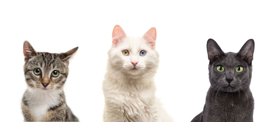 Kattenneus: alles over de werking en problemen! - Pets Place