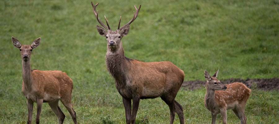 Bronsttijd van wilde dieren in Nederland vanaf het voorjaar - Pets Place