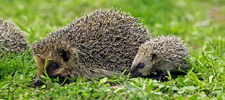 Bronsttijd van wilde dieren in Nederland vanaf het voorjaar - Pets Place