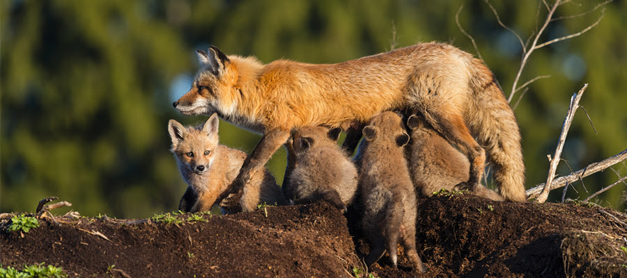 Bronsttijd van wilde dieren in Nederland vanaf het voorjaar - Pets Place