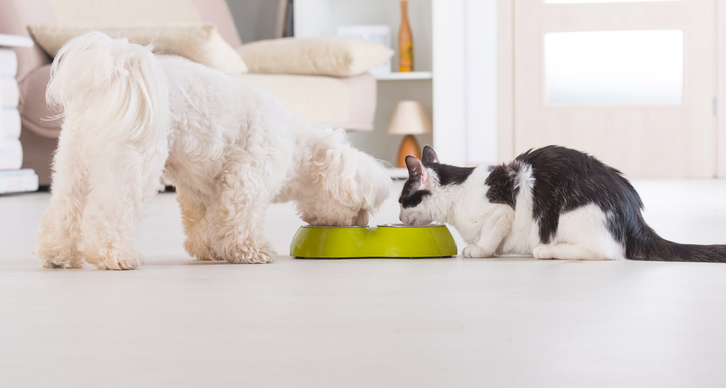 Biologisch hondenvoer en kattenvoer; wat is het? - Pets Place