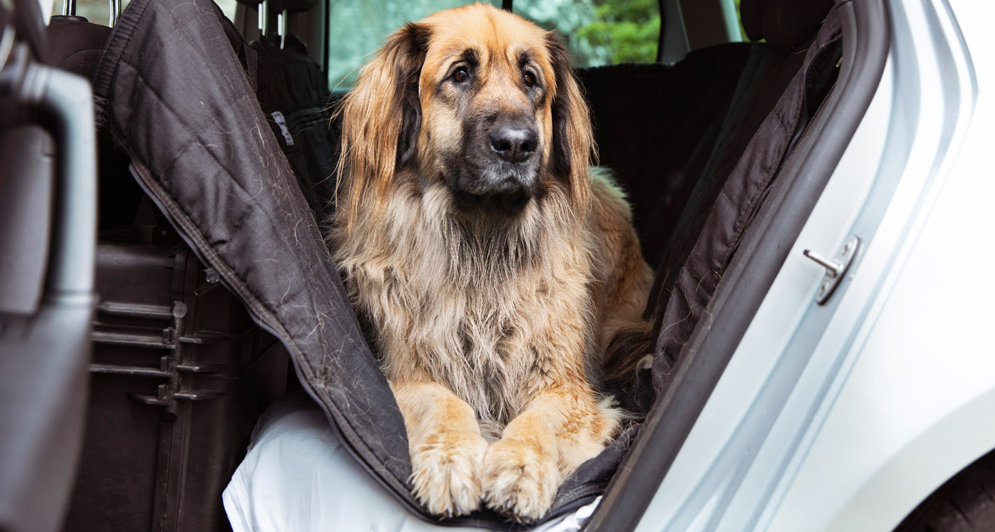 Hond wagenziek? Lees hier symptomen, oplossingen en tips! - Pets Place