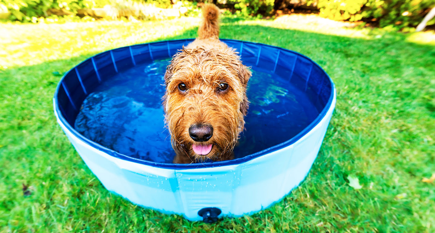 Hondenzwembaden en waterspeelgoed voor honden - Pets Place
