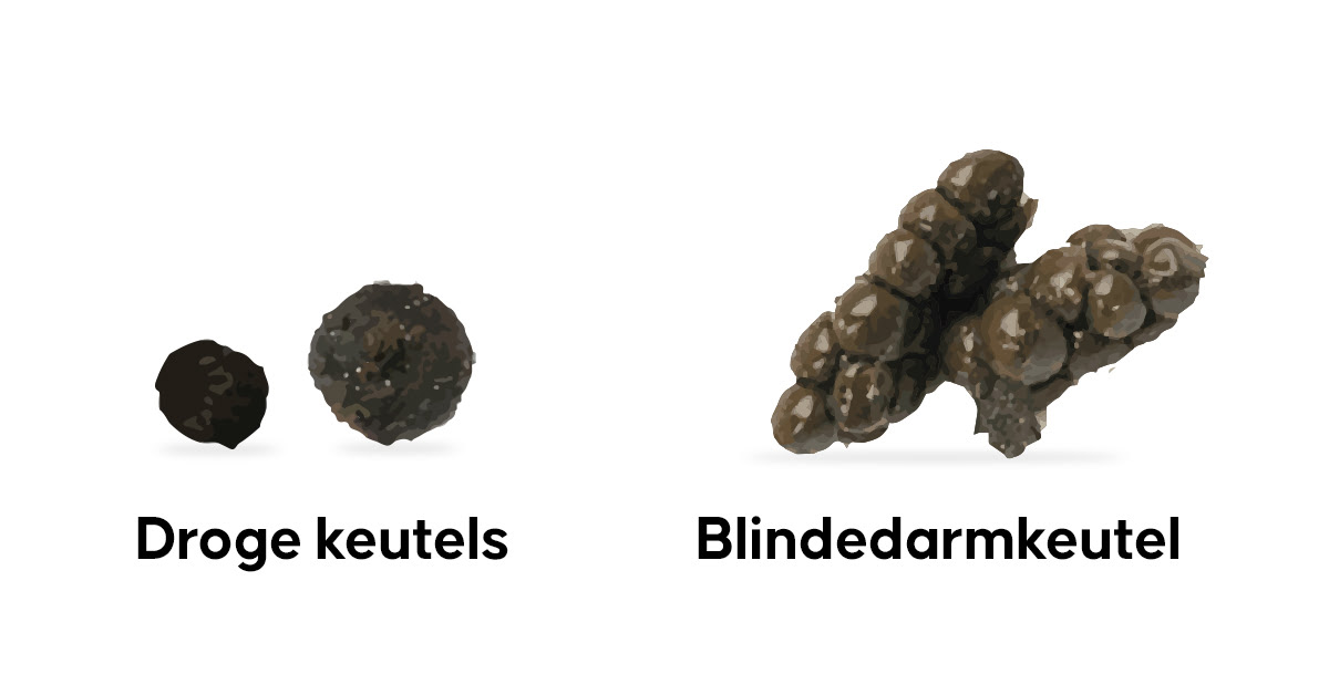 Konijnenkeutels en diarree bij konijnen - Pets Place