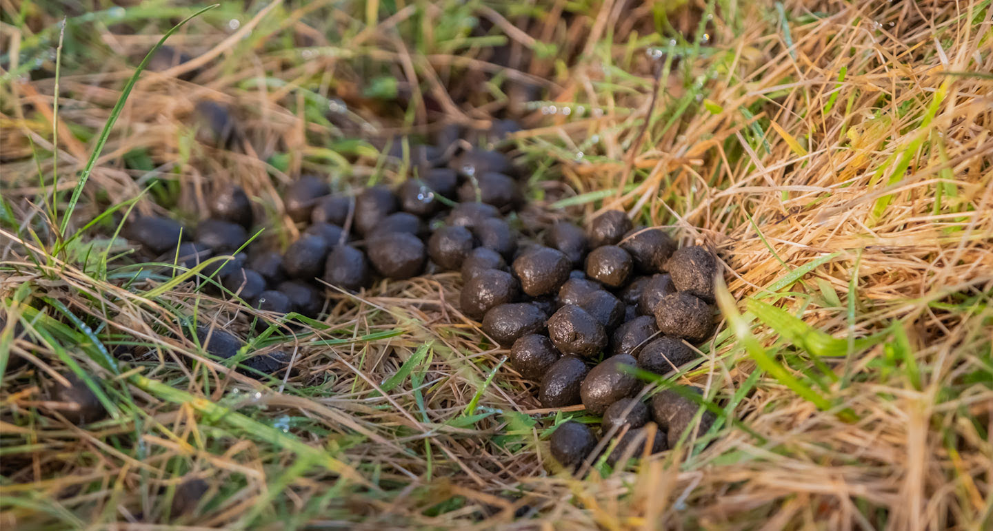 Konijnenkeutels en diarree bij konijnen - Pets Place