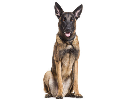 Mechelse Herder; past dit hondenras bij mij? Lees het hier! - Pets Place