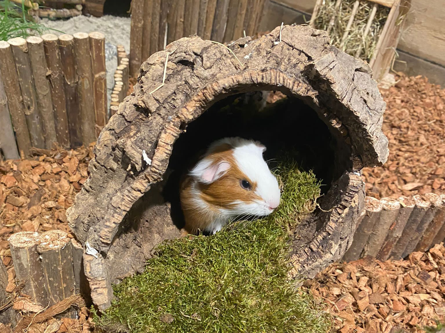 Caviascaping tips & tricks - Pets Place