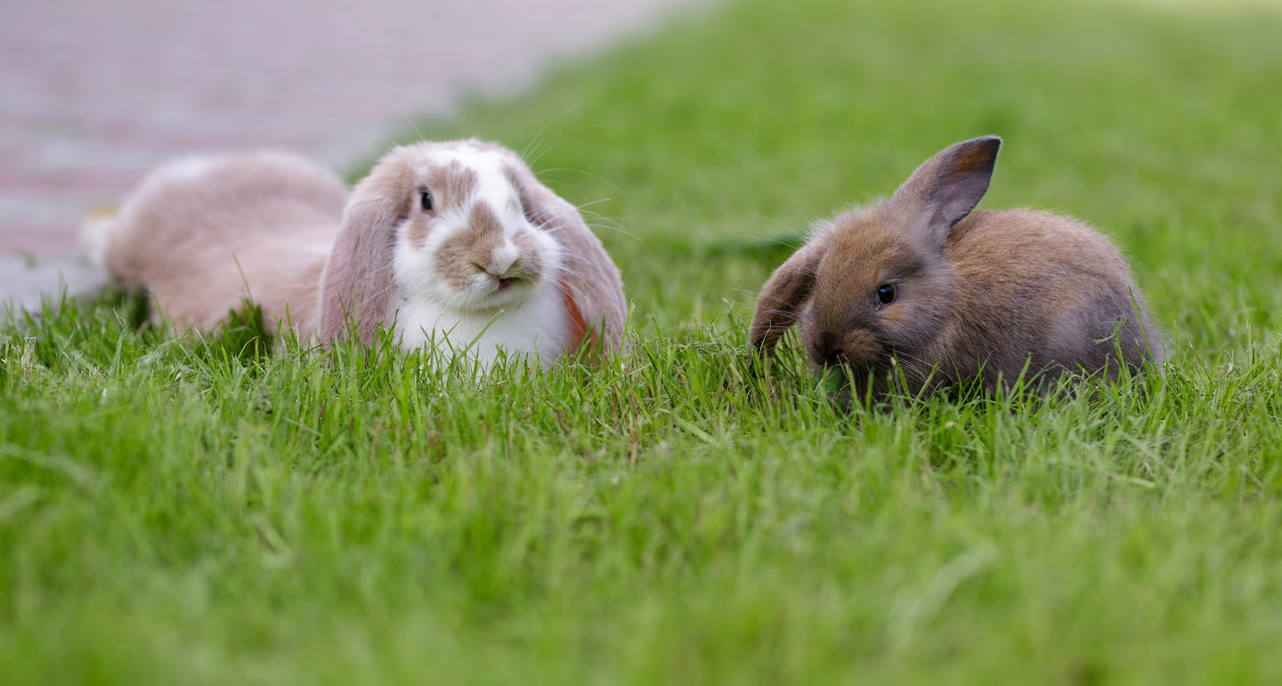 Twee of meer konijnen bij elkaar: hoe pak je dat aan? - Pets Place