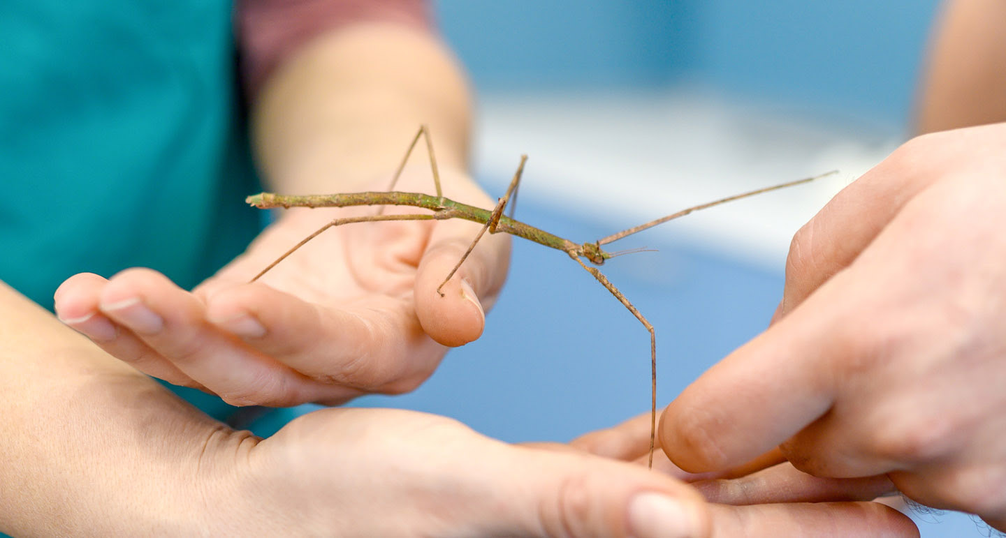 Wandelende tak als huisdier - Pets Place