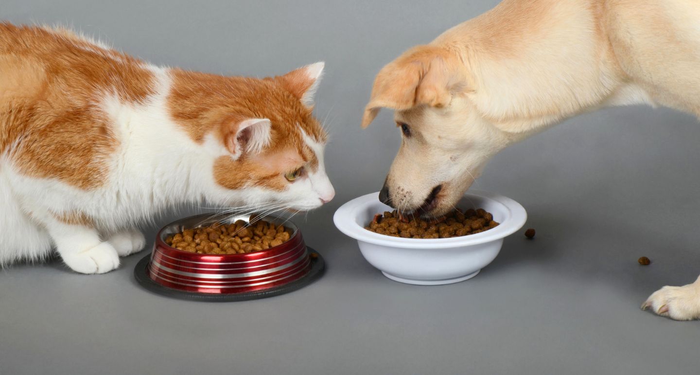 Natuurlijke voeding voor huisdieren; lees meer! - Pets Place