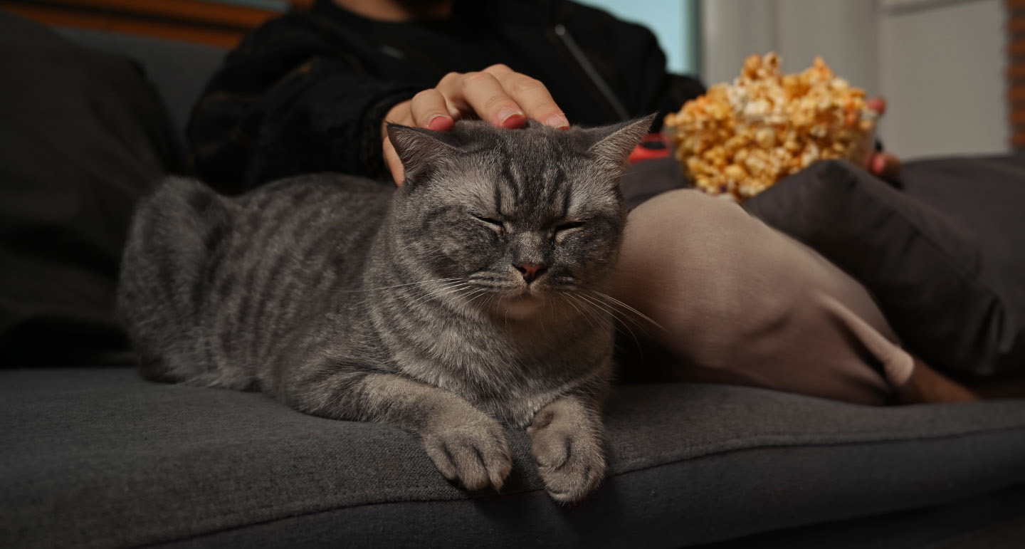 8 chilltips met je hond of kat tijdens een koude herfstdag - Pets Place