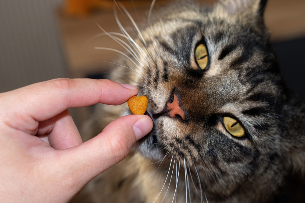 Wat mogen katten niet eten? Gevaarlijke voeding voor je kat | Pets Place