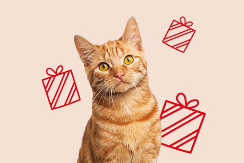 Kat - kattenproducten: voor iedere kat wat wils! - Pets Place